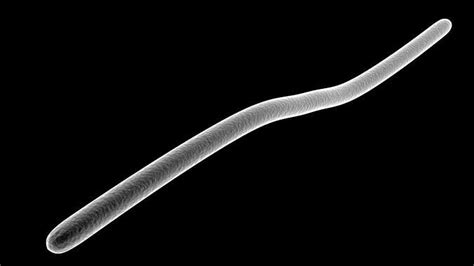 Typhus Peptide Cell 3d Model Cgtrader