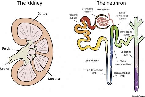Nephron Definition Structure Types Functions Of Nephron 57 Off