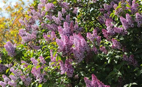 70 Free Tree Without Leaves Tree Images Pixabay