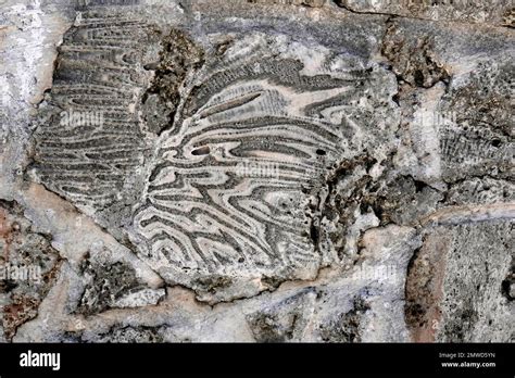 Limestone Rock Fossils At Harold Chappell Blog