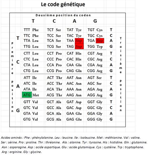Tableau De Traduction De Ladn Enzymes De Modification Adn Arn