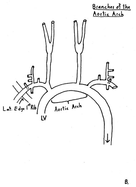 Branches Of The Aortic Arch Diagram Quizlet