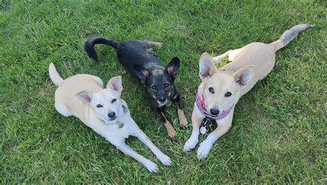 A Sonar Day Out Inc Bonus Photo Of Cassi Catching A Treato Rsonarears