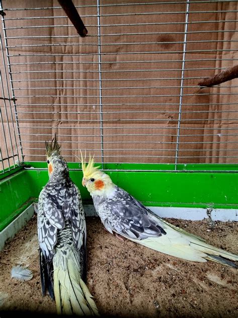 Papugi Nimfy Piękne Gdynia Chwarzno Wiczlino • Olx Pl