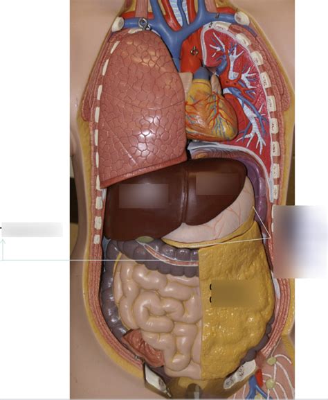 Abdomen Diagram Quizlet