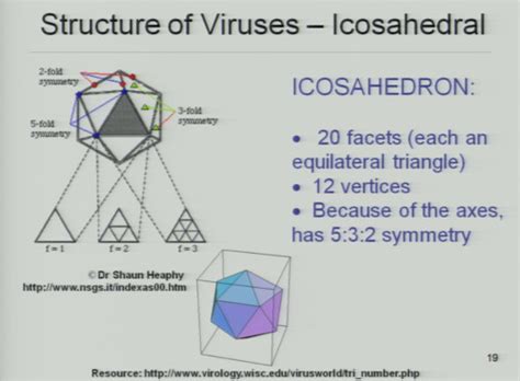 Lecture Virus Structure And Classification Flashcards Quizlet