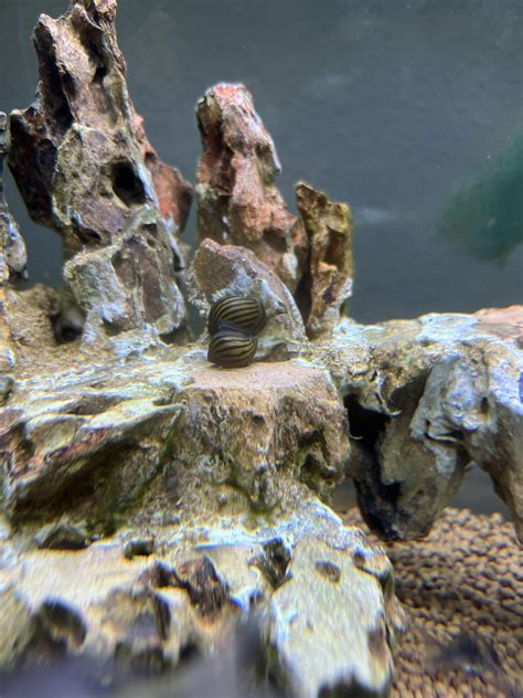 Are My Nerite Snails Doing The Sex Raquariums
