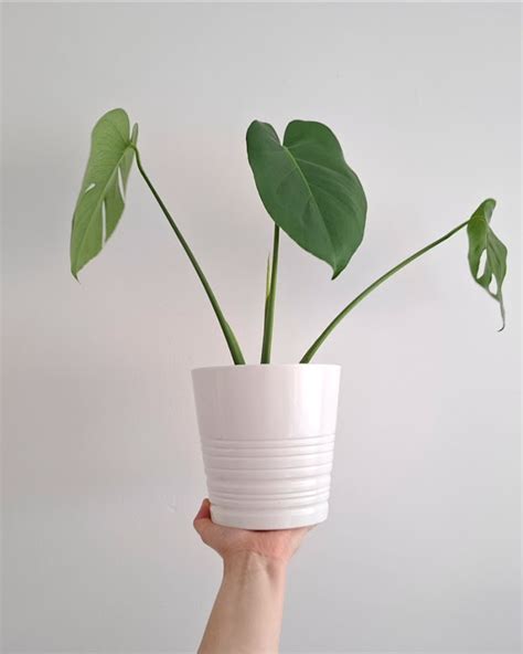 Two Months Propagation With Minstera Deliciosa Houseplants Monsteraplant Time Propagating