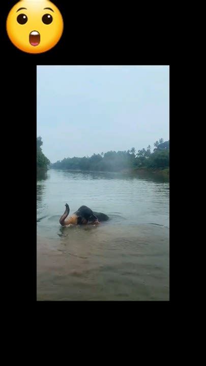 මොකද මේ වෙන්නෙ 😲 ඇනේ පොඩ් ළමයක් වගේ සතුට වතුරේ ඉද්දී 💖🐘 Funny Youtube