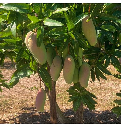 태국 마하차녹 무지개망고 1 8kg 4과 7과 망고 생망고 티몬