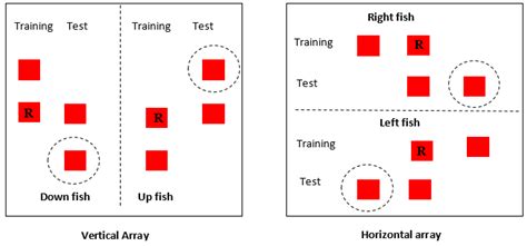 Vision In The Vertical Axis How Important Are Visual Cues In Foraging