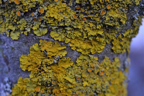 Tree Moss Lichen Free Photo On Pixabay Pixabay
