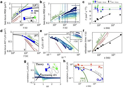 Joint Dynamics Of Enhancer Promoter Pairs A Rouse Theory Prediction