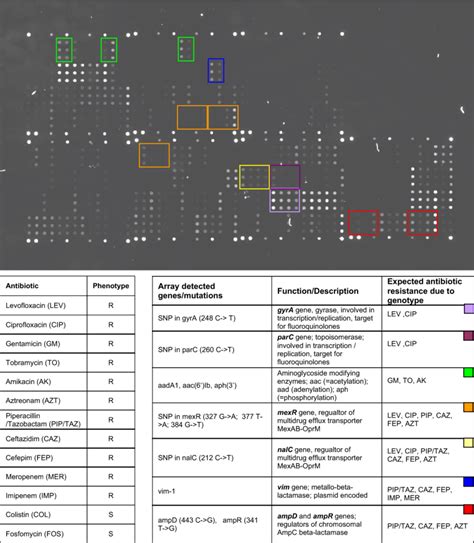 Dna Microarray Hybridization Pattern Of A Multidrug Resistant P