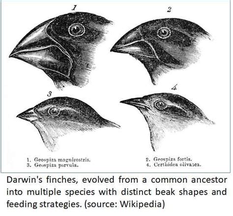 Adaptive Radiation In Evolution Easybiologyclass