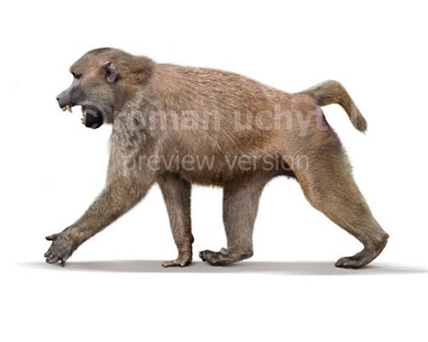 Theropithecus Oswaldi Image Buy Uchytel