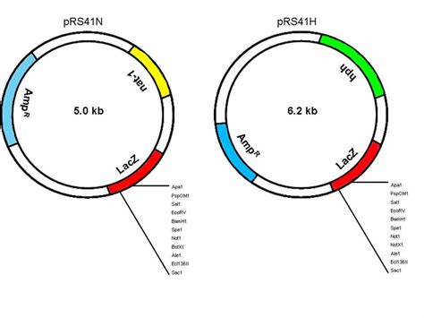 Plasmid Vector Multiple Cloning Sequence