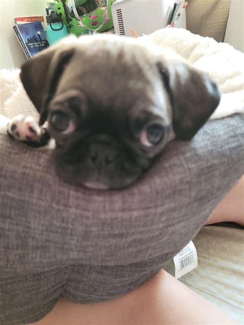 Whore On Twitter Rorochan Yesterday Was July L Got A Pug It S So Cuteee Look It