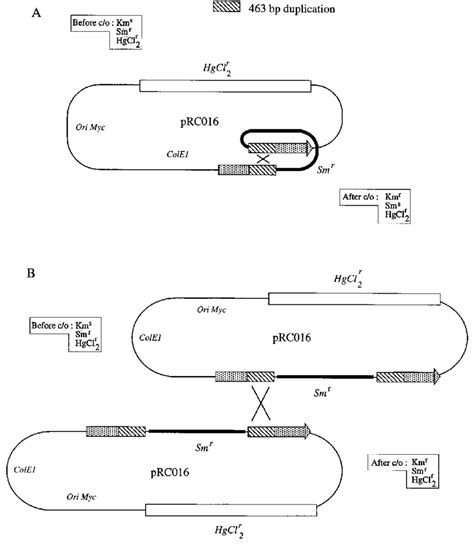Intra And Interplasmid Homologous Recombination Two Different