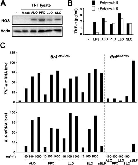 Tlr4 Activation By Alo And Other Cdcs Of Gram Positive Bacteria A