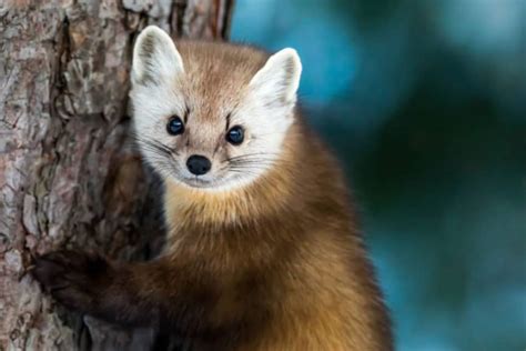 American Marten North American Nature