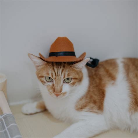 Badu Bg Шапка за домашни любимци Куче Котка Западна каубойска шапка Нетъкана Универсална сладка