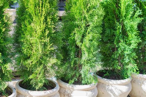 Young Trees Of Cypress Potted On The Street City Park Decoration