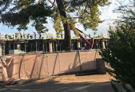 Tree Protection Zone Tree Arborists