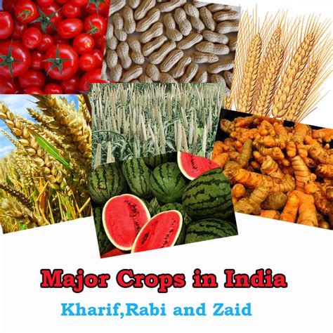 Kharif Rabi And Zaid Crops Features And Examples India Major Crops PSC GKLokam