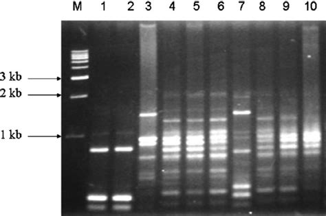 Representative Rapd Fingerprint Of Different Salmonella Isolates On 1