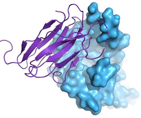 Peptide Library Construction Platform Kmd Bioscience Nanobody