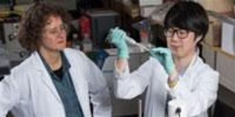 Ribose Seq Identifies And Locates Ribonucleotides In Genomic Dna Lab Manager