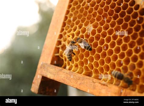 Closeup View Of Hive Frame With Honey Bees Outdoors Stock Photo Alamy