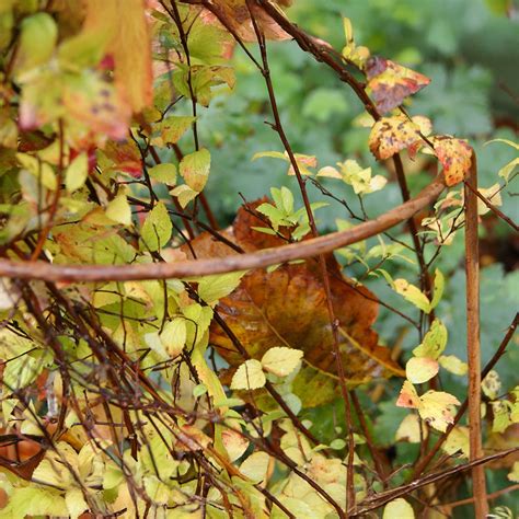 Buy Border Support Rust Delivery By Waitrose Garden Buy Border Support Rust Delivery By Waitrose Garden