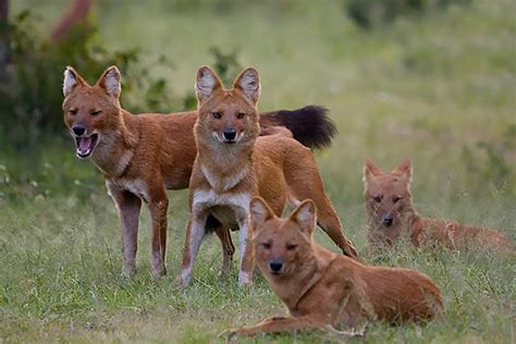 Dhole Pack Hunting