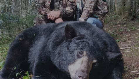 Canadian Black Bear Size