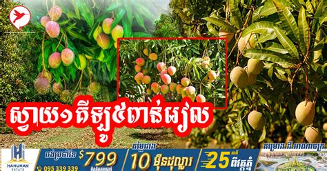 ដាំត្រូវមិនភ័យទីផ្សារ កសិករមួយរូបដាំផ្លែស្វាយ១ ប្រភេទនេះអាចលក់ចេញក្នុងតម្លៃដល់ទៅ១គីឡូ៥ពាន់រៀល