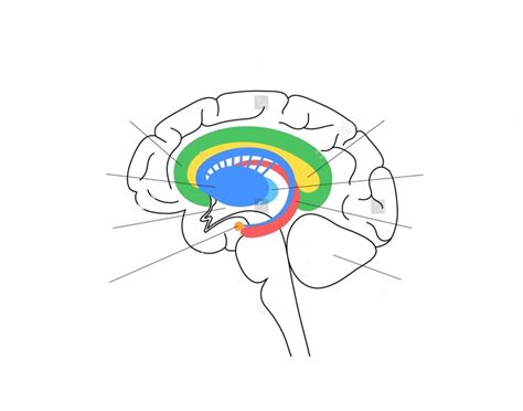 Limbic System Anatomy Quiz