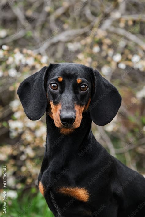 Black And Tan Dachshunds