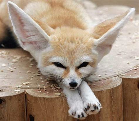 10 Amazing Fennec Fox Facts Our Planet