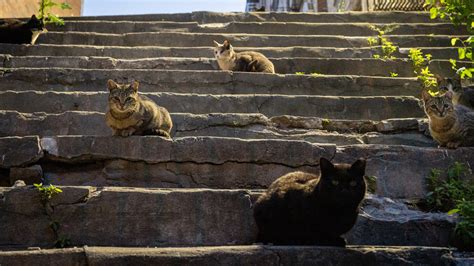 How To Clear 500000 Feral Cats From New Yorks Streets The New York
