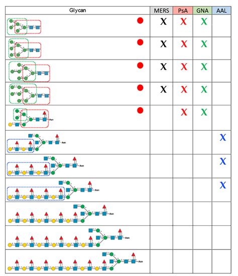 N Glycans Identified In Dpp4 Shared In Common With Mers Cov X And