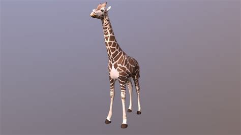 Giraffes 3D models - Sketchfab
