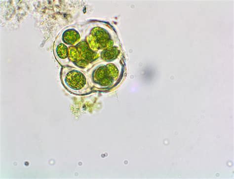 Gloeocapsa Rotulada Pdf Algas Como Parte Del Perrifiton En Los