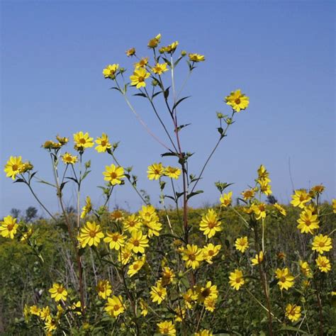 Giant Sunflower Helianthus Giganteus Plant Care And How To Grow Water