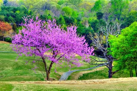 Texas Red Bud Verdant Tree Farm Houston Tx