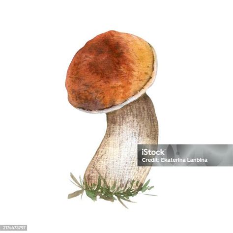 아스펜 버섯 숲 식물 수채화 그림 절연 벽지 Bolete 와 갈색 모자 손 에서 그려진 식물 스케치 숲 식용 버섯 Porcini 디자인 가을 휴가 자연 테마에 맞게 그려