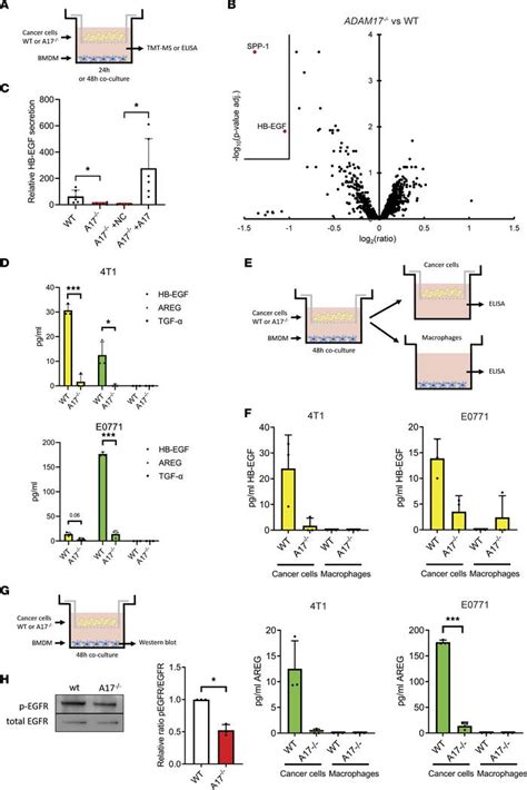 Jci Insight Adam17 Mediated Egfr Ligand Shedding Directs Macrophage Promoted Cancer Cell Invasion