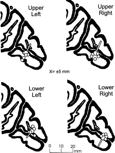 Spatial Correspondence Between Dipole Models Fitted To The Grand Download Scientific Diagram