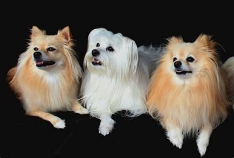 Pomeranian Vs Maltese Differences Personality And Care